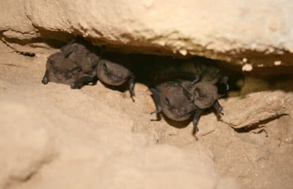 British Bats - Learn about Bats in the UK