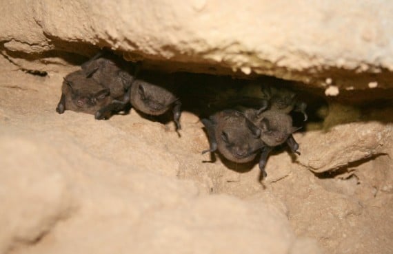 Bat Surveys in Kent: Planning Acceptance Guarantee - Arbtech