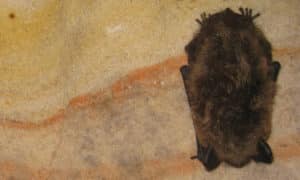 British Bats - Learn about Bats in the UK