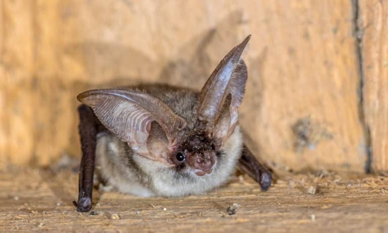 British Bats - Learn about Bats in the UK