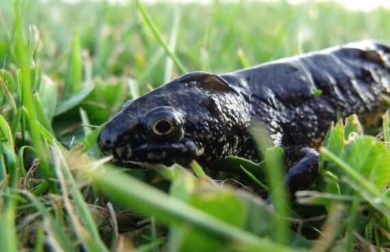 eDNA Testing Protocol For Great Crested Newt Surveys - Arbtech