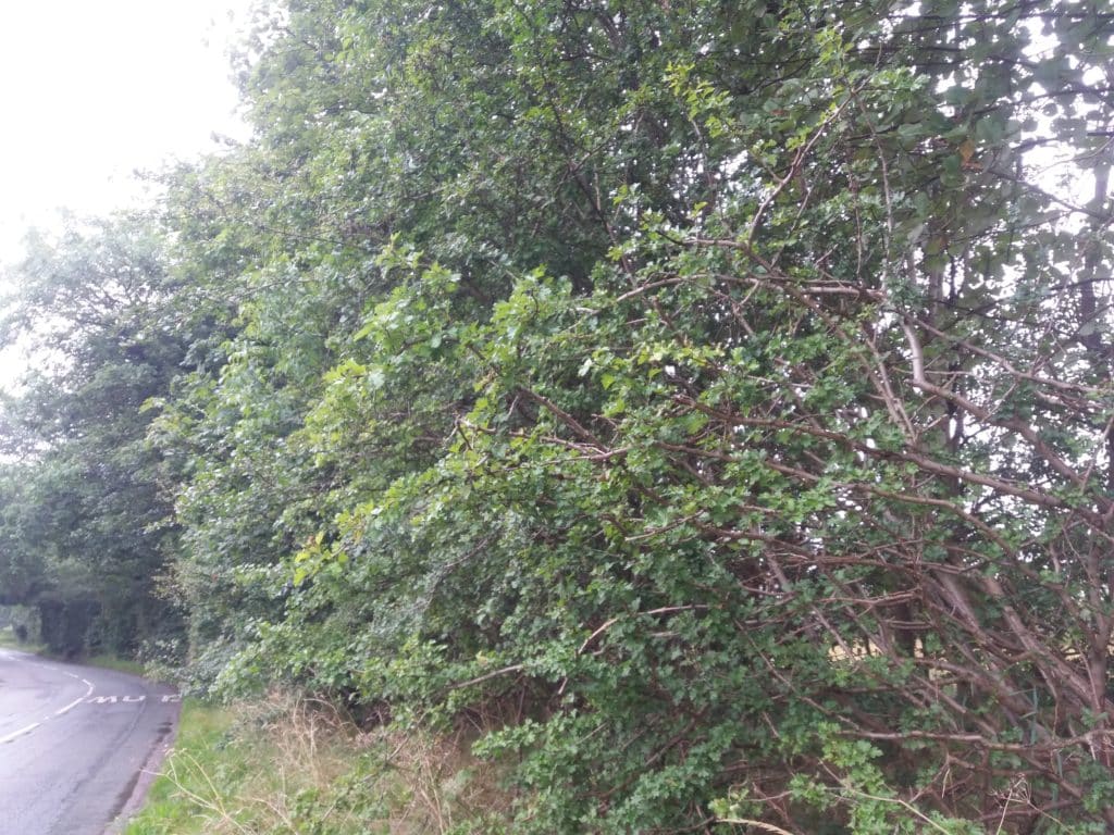 Nesting Bird Check in Macclesfield, Cheshire - Arbtech