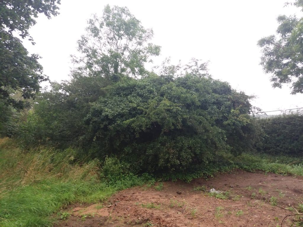 Nesting Bird Check in Macclesfield, Cheshire - Arbtech