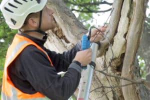 Bat Emergence Survey: 5-Star Reviews - Arbtech Bat Surveys