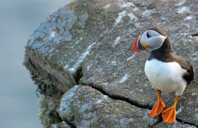 Scottish Wildlife: Animal Species Situated in Scotland - Arbtech