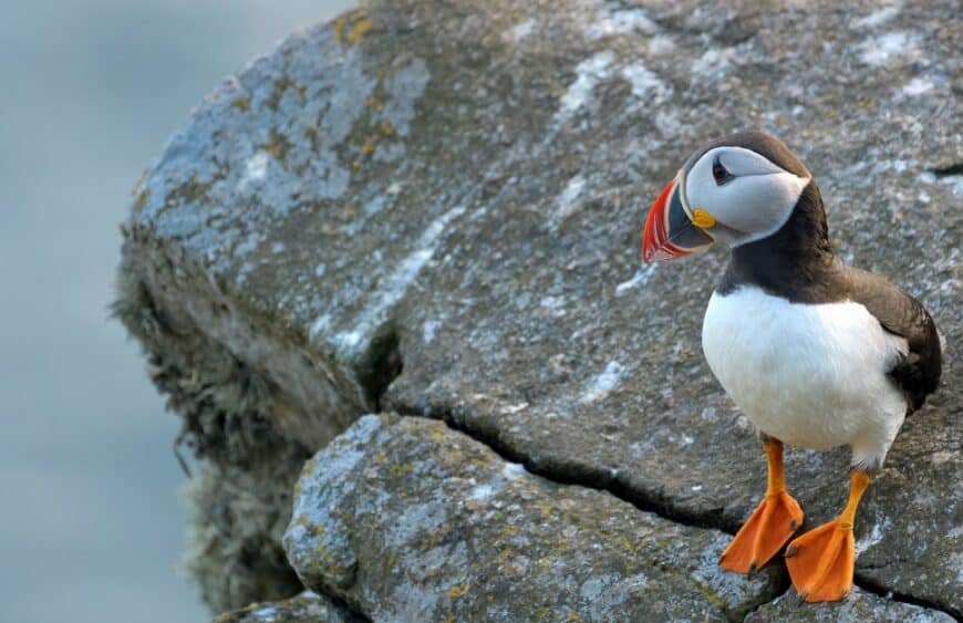 Scottish Wildlife: Animal Species Situated in Scotland - Arbtech
