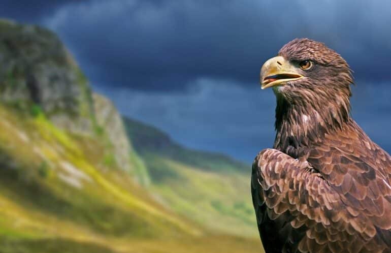 Scottish Wildlife: Animal Species Situated in Scotland - Arbtech