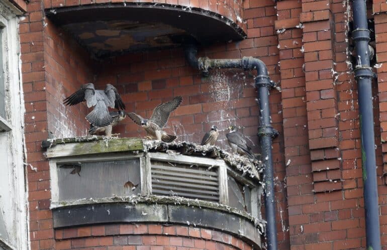 Breeding Bird Survey: Low Cost and a Fast Turnaround - Arbtech